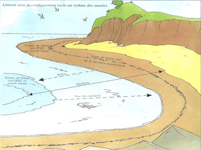 estran - définition - C'est quoi
